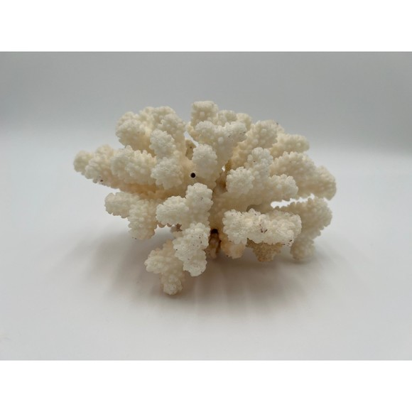 Accents | Natural White Coral Reef Cluster Ocean Salt Water Mineral ...